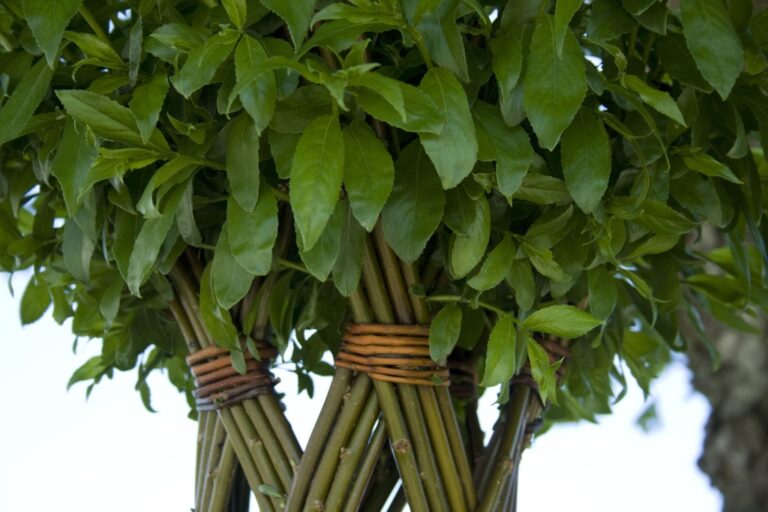 Harlequin willow tree is an all time favorite within living art.