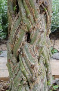 Harlequin willow tree is an all time favorite within living art.